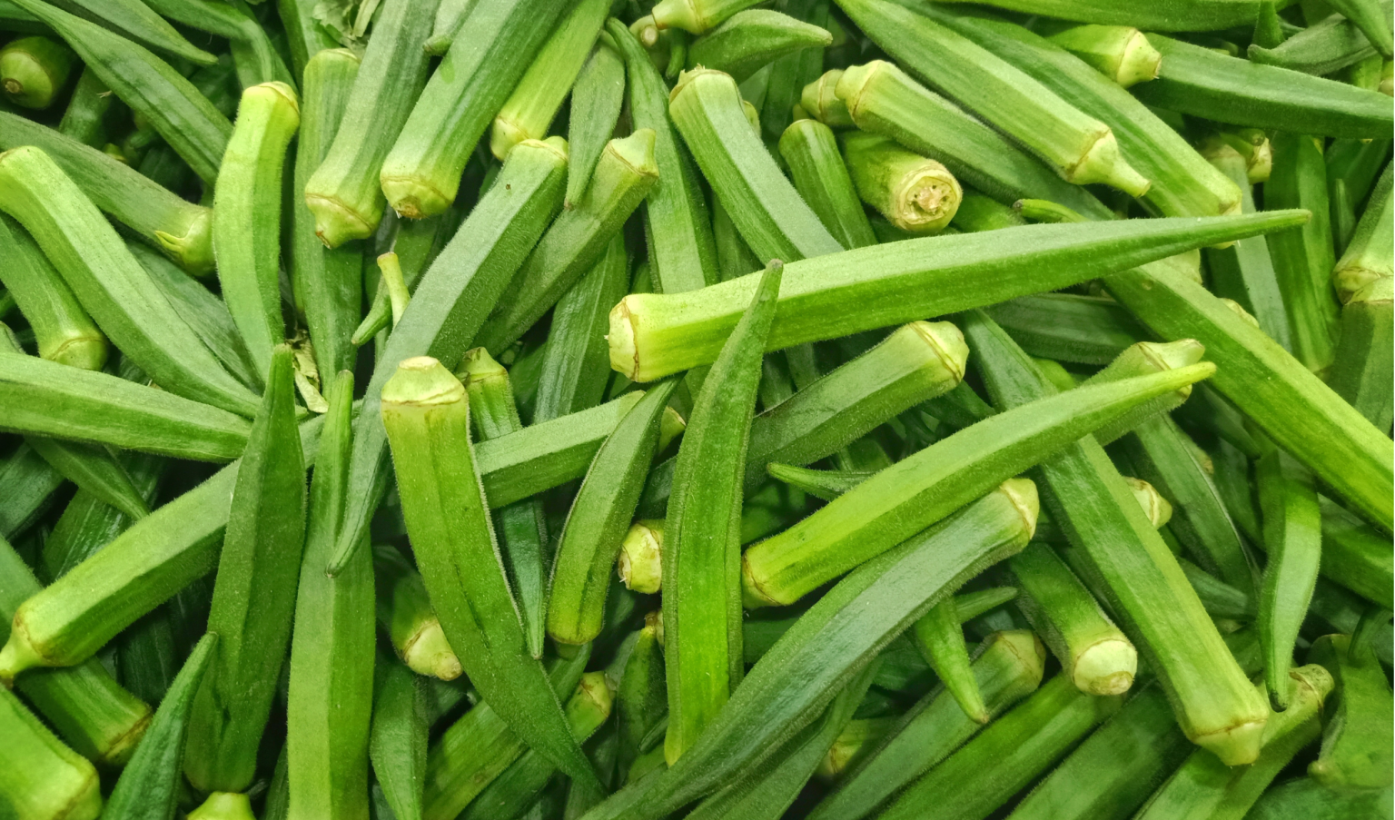 Cara budidaya Okra tanaman segudang manfaat - Netafarm